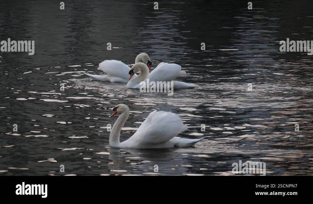 Three white swans with raised wings floating in the sparkling black ...