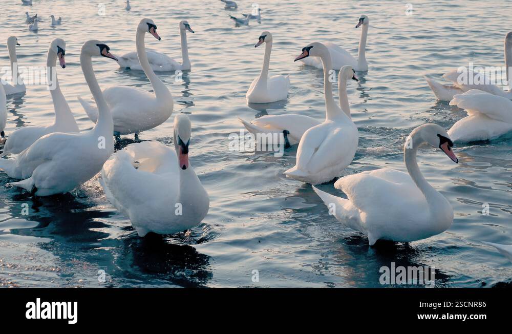 a flock of beautiful white swans swims in the sea. migratory birds in ...