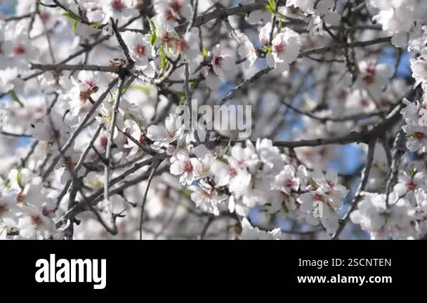Almond blossoms on tree Stock Videos & Footage - HD and 4K Video Clips ...