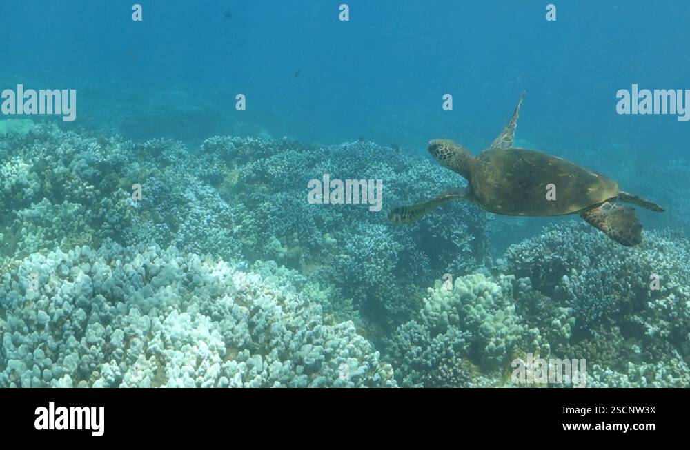 Pan Right to Left: Sea Turtle Swimming Above the Corals of Lahaina ...