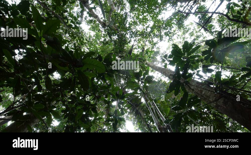 Looking up to the rainforest canopy in the rain, slow motion tracking ...