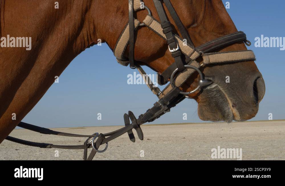 Close-up cropped view of a horse's face wearing a bridle with blue ...