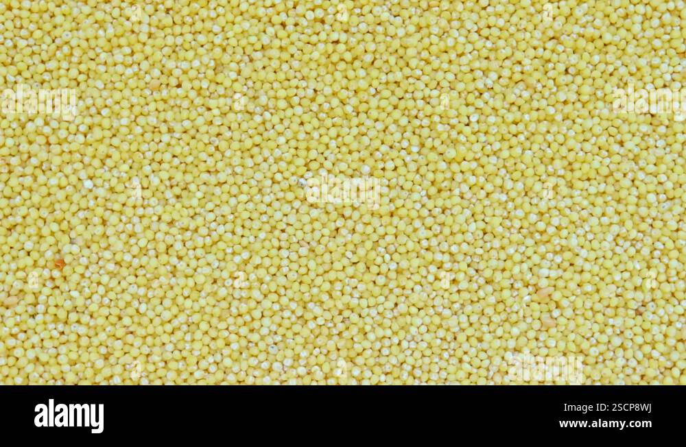 Polished yellow millet rotation texture background - traditional food ...