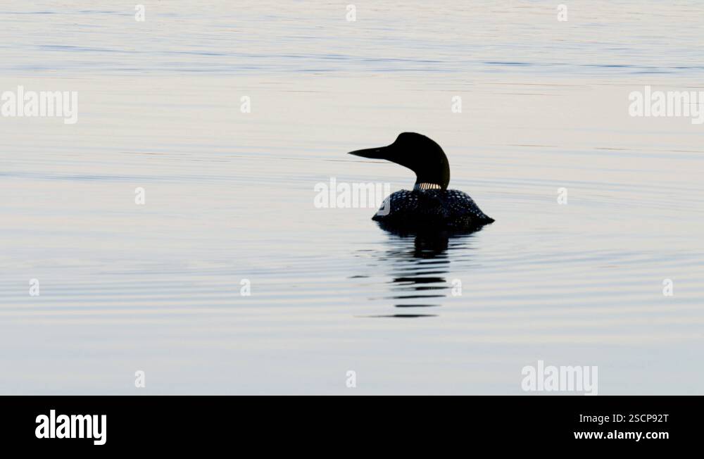 Common Loon, gavia immer, Minnesota State Bird swimming and diving ...