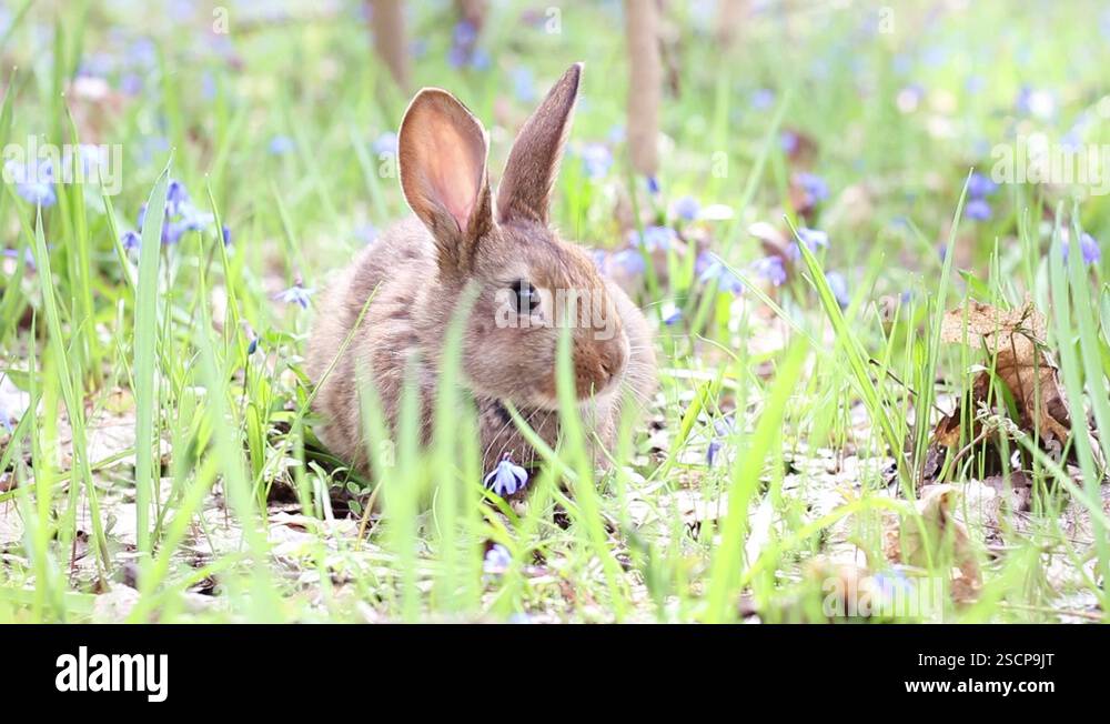 wild hare on a flowering meadow in spring Stock Video Footage - Alamy