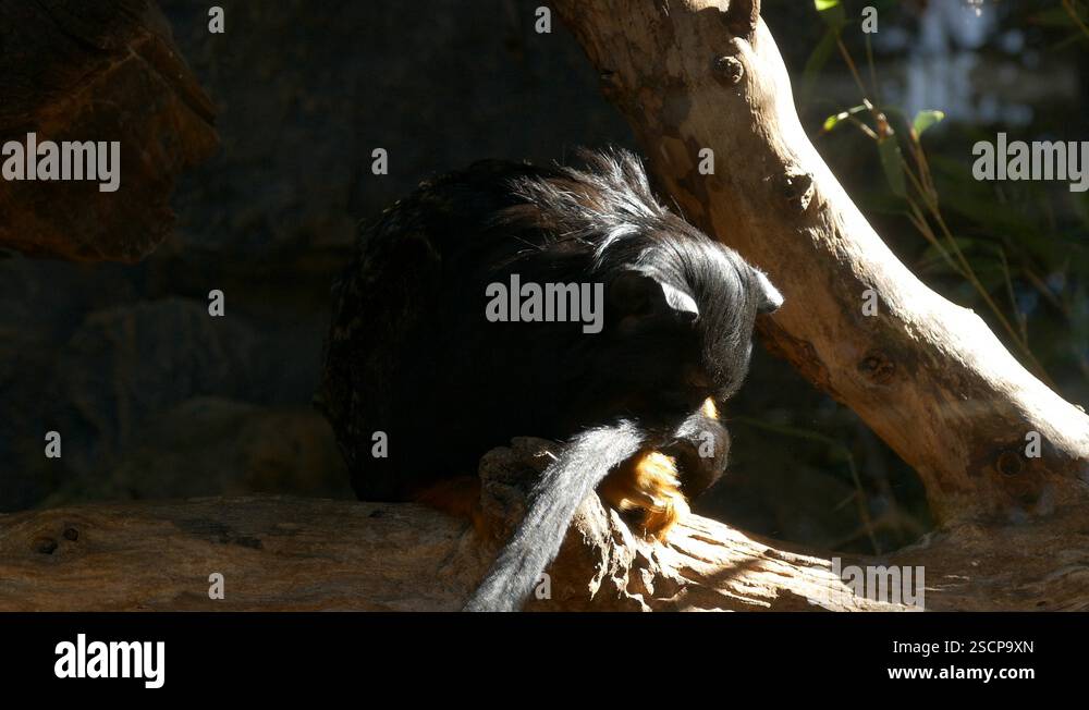 Ungraded: Yellow-Handed Tamarin (Saguinus Midas) in Zoo Aviary ...