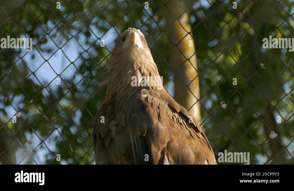 Ungraded: White-Tailed Sea-Eagle Looks Proudly Around Sitting on Tree ...