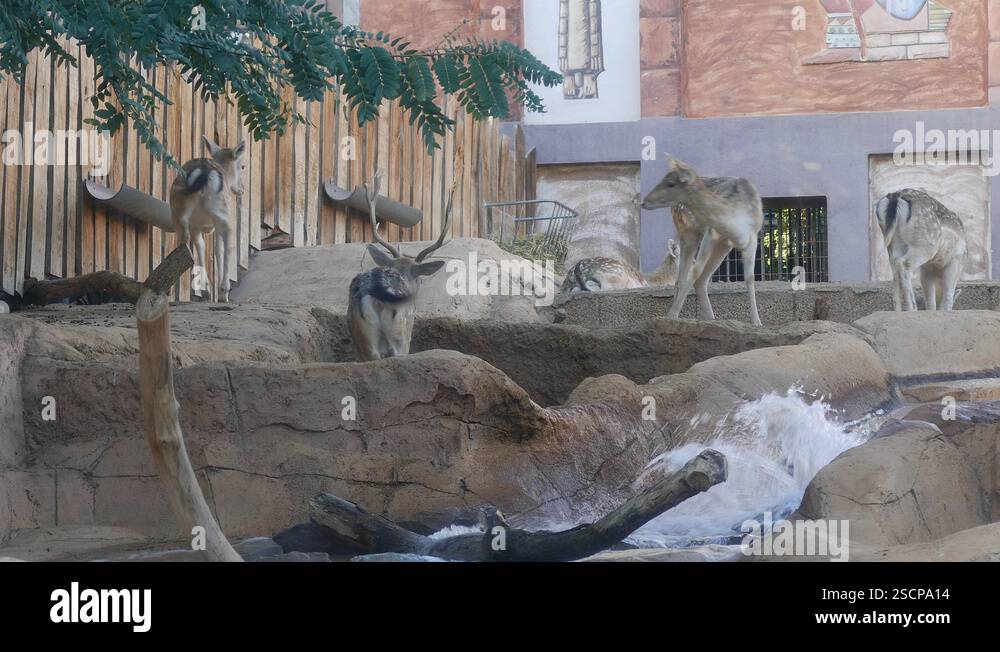 Ungraded: Lot of European Fallow Deer in Zoo Aviary Amidst Stones and ...