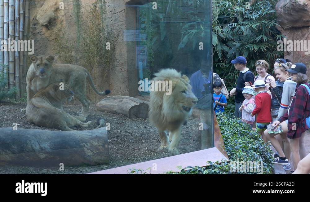 Ungraded: Visitors to Loro Parque Zoo Look at Southwest African Lions ...