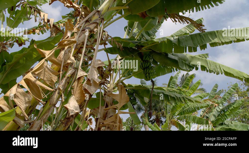banana tree, trees in farm area near Kona Stock Video Footage - Alamy