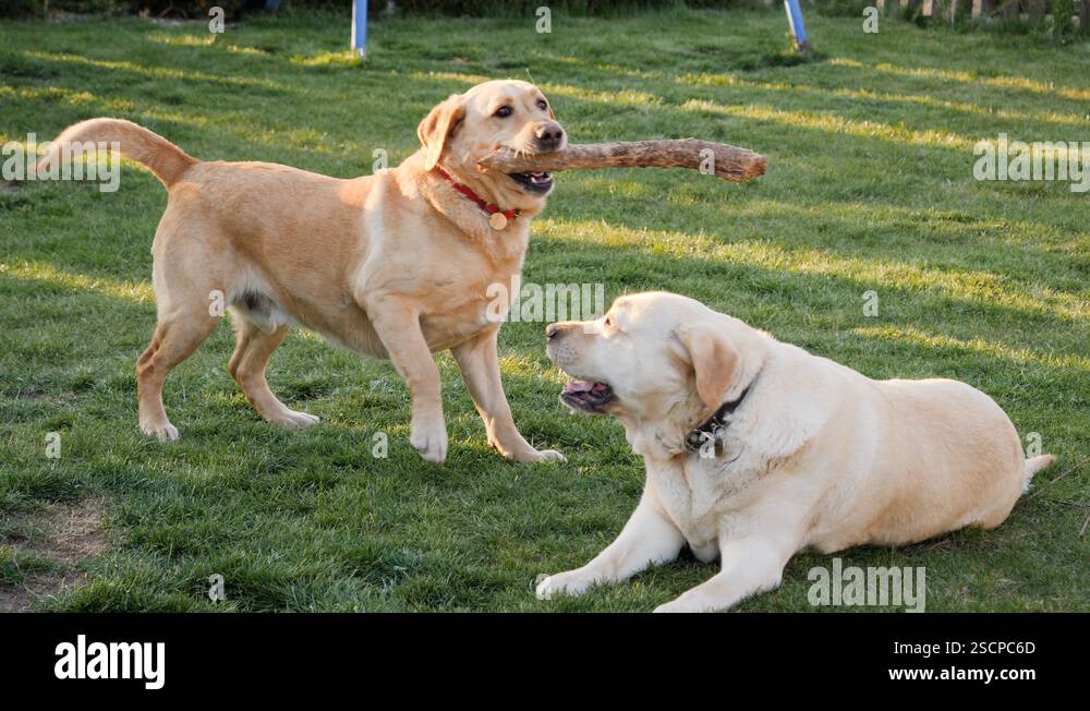 Pets at home - big funny dogs playfully fight and bite each other on ...
