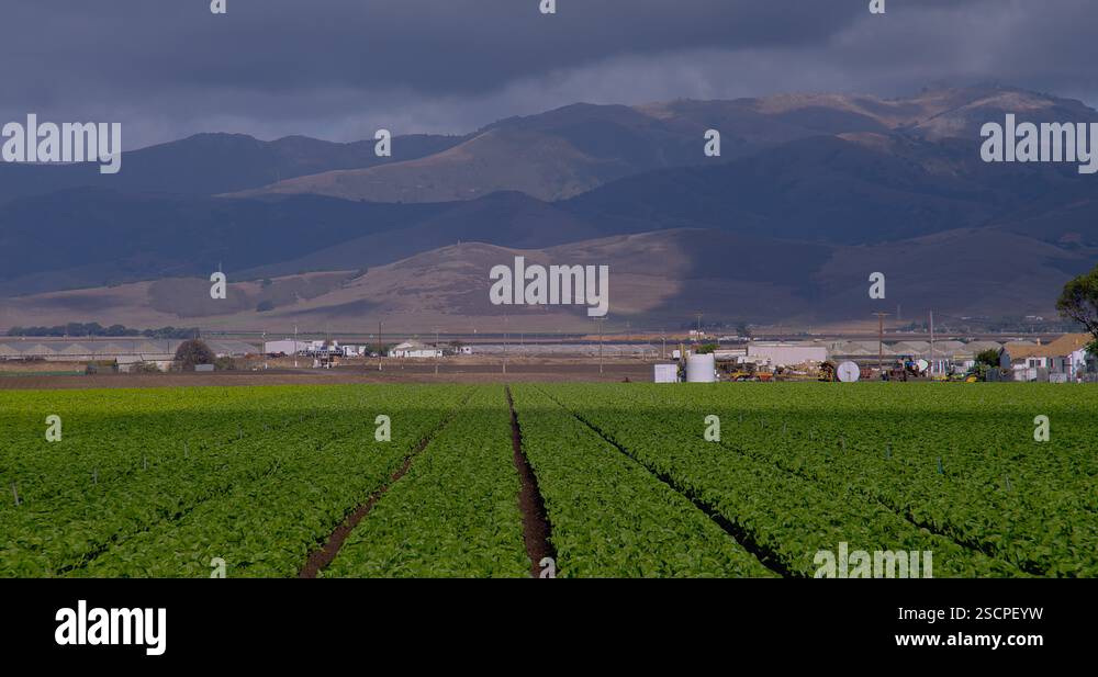 agriculture in mid California, California Farming, Crops Field, United ...