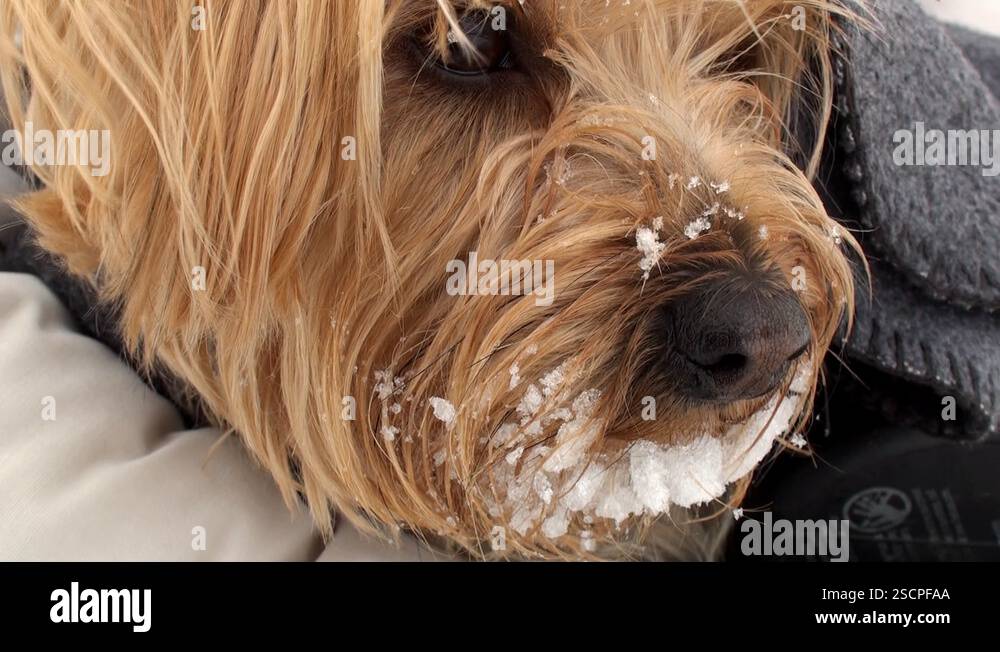 Close up of dog shaking from the cold Stock Video Footage - Alamy