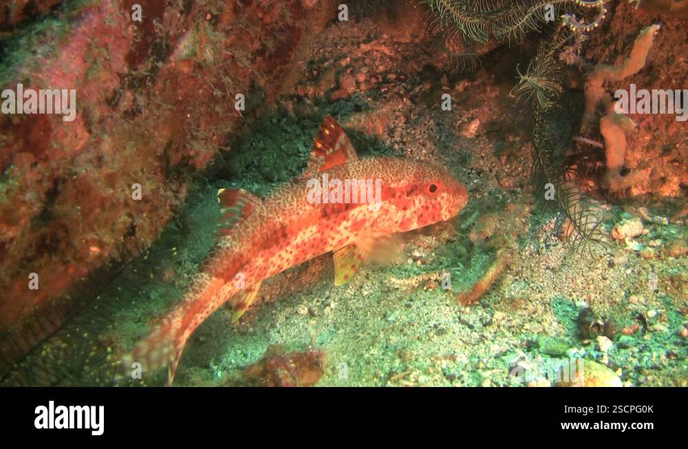 Bartail Goatfish, Upeneus tragula on a coral reef in the Philippines ...