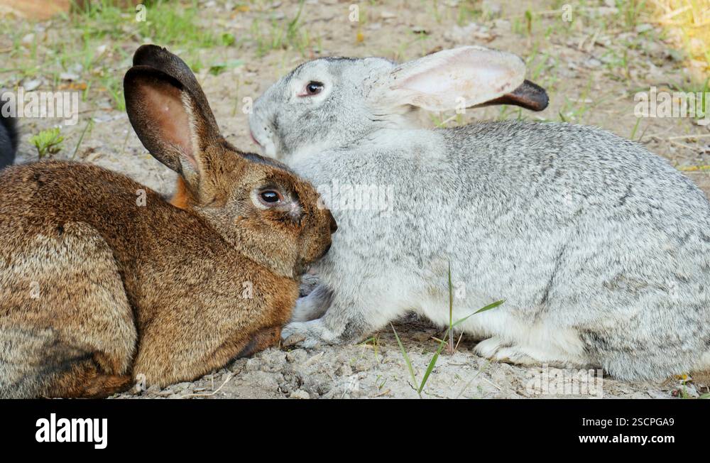 Two rabbits lie on the grass, fall asleep on each other, mating season ...