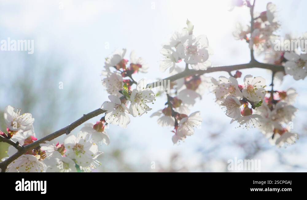Beautiful nature scene with blooming tree and sun flare. Spring flowers ...