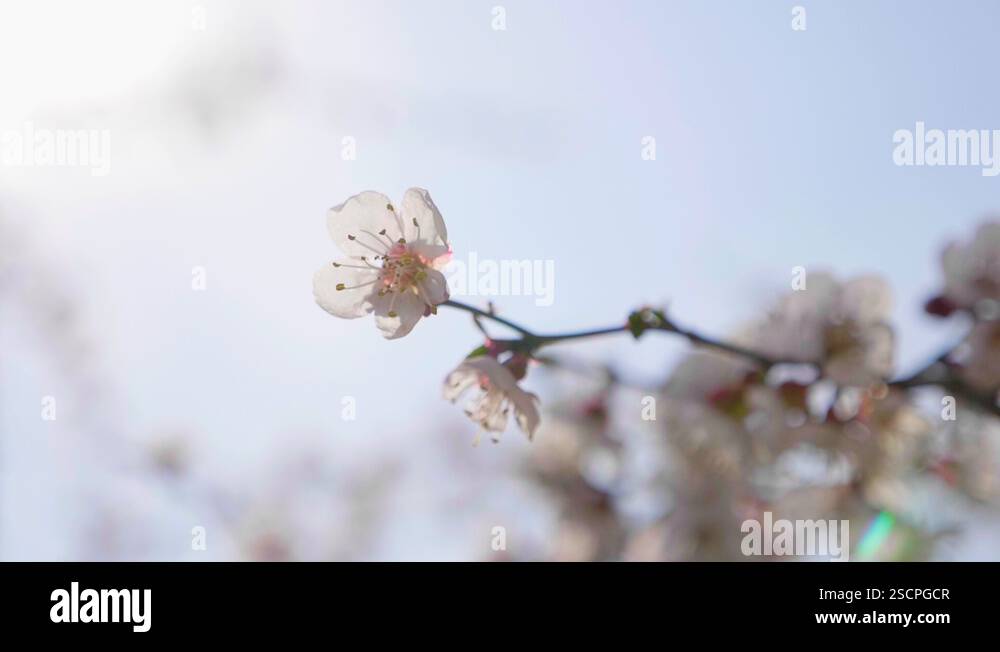 Beautiful nature scene with blooming tree and sun flare. Spring flowers ...