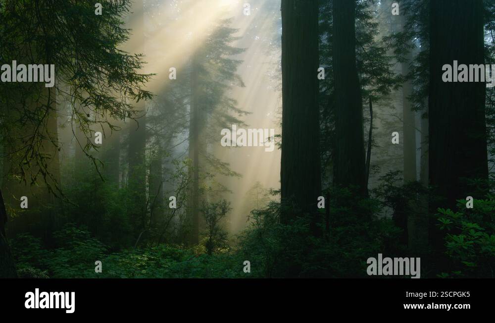 8K Rays of light in Redwood National park, The Redwood National and ...