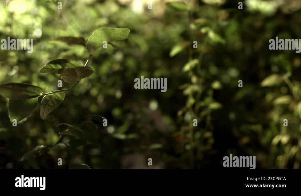 Traveling under plants in green thickets. Green bushes in forest close ...