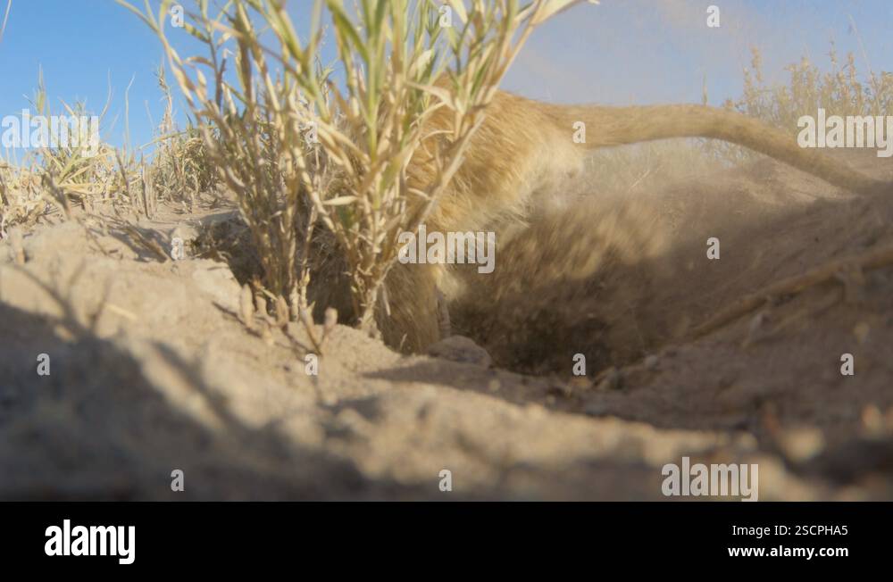 Funny animal.Low angle close-up view of a meerkat digging for food in ...