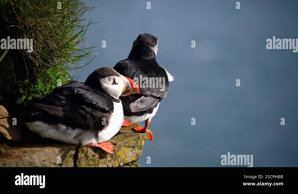 Wild Atlantic puffin seabird in the auk family in Iceland Stock Video ...