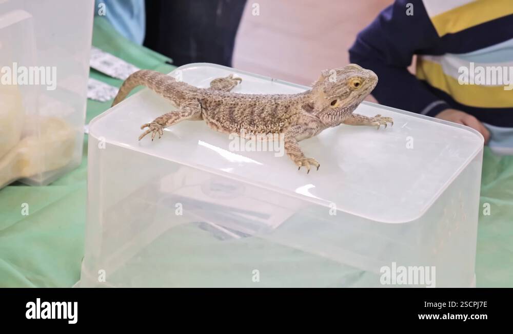 Bearded australian dragon agama lizard sitting on a plastic box Stock ...