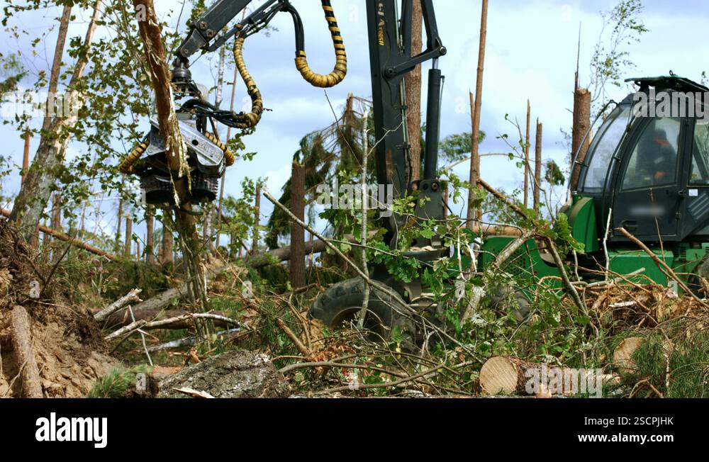 Worker in cabin driving harvester during felling forest. Lumber wood ...