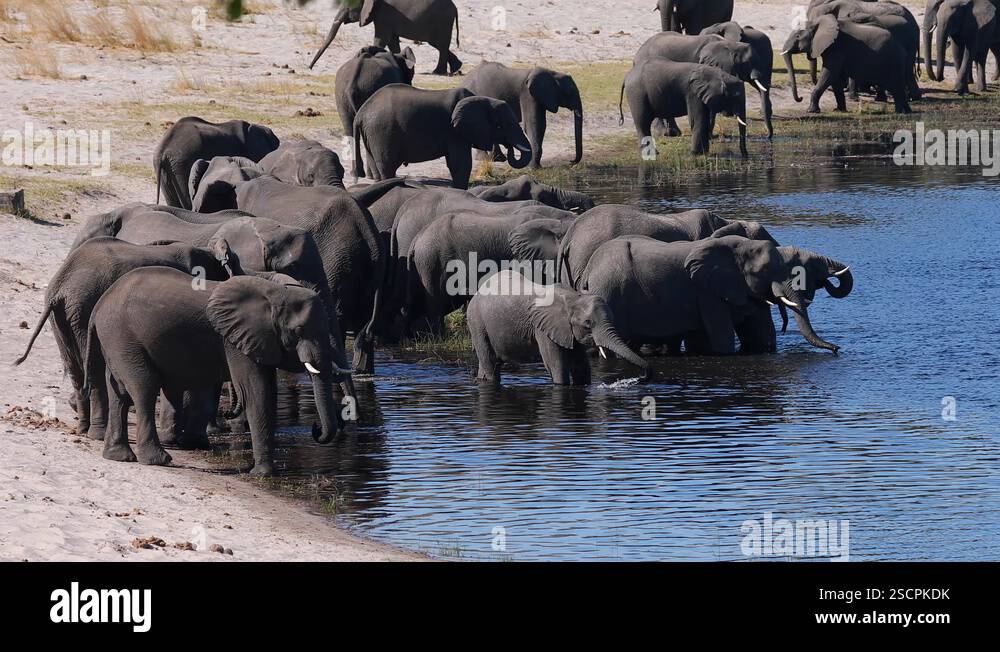 Hundreds of Elephants in large herd coming to drink River Namibia Stock ...