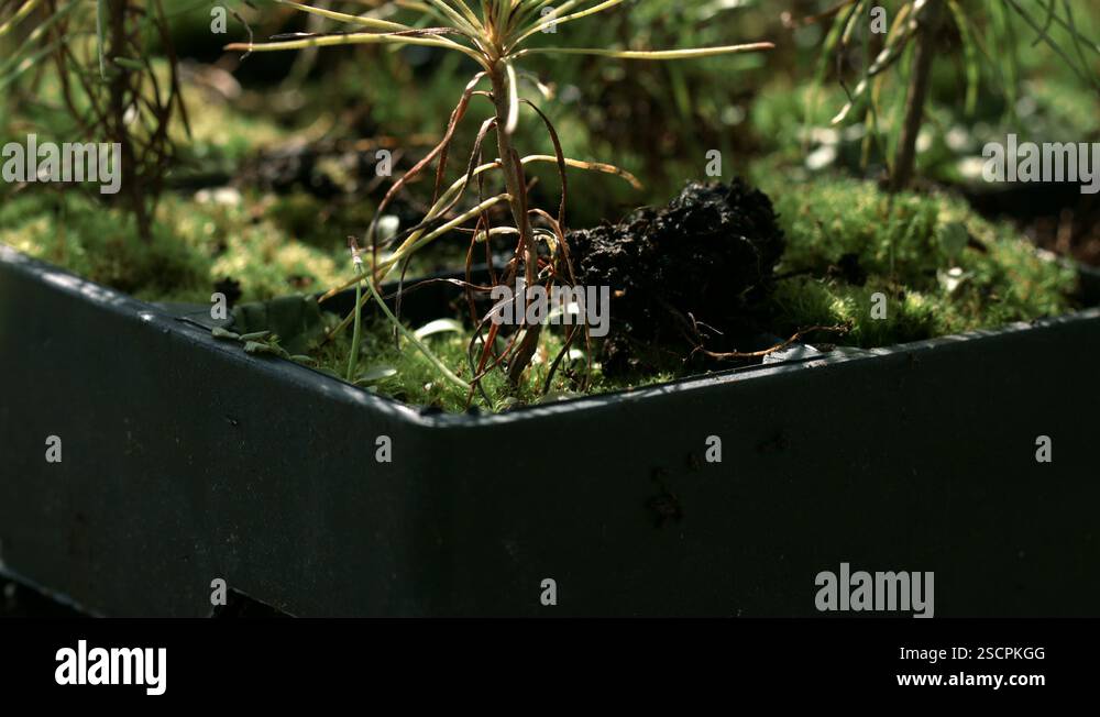 Seedlings of pine grown from seeds. Plant growing. Young sprouts of ...