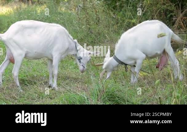 Two white goats on a leash. Goats fight each other, butt horns. Graze ...