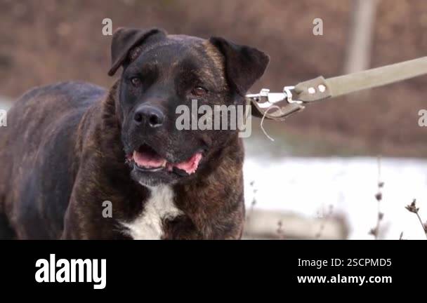 Pitbull dog.Pit bull dog looks into the camera with an attentive and ...