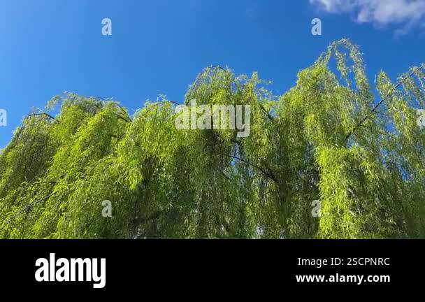 Top weeping willow tree Stock Videos & Footage - HD and 4K Video Clips ...
