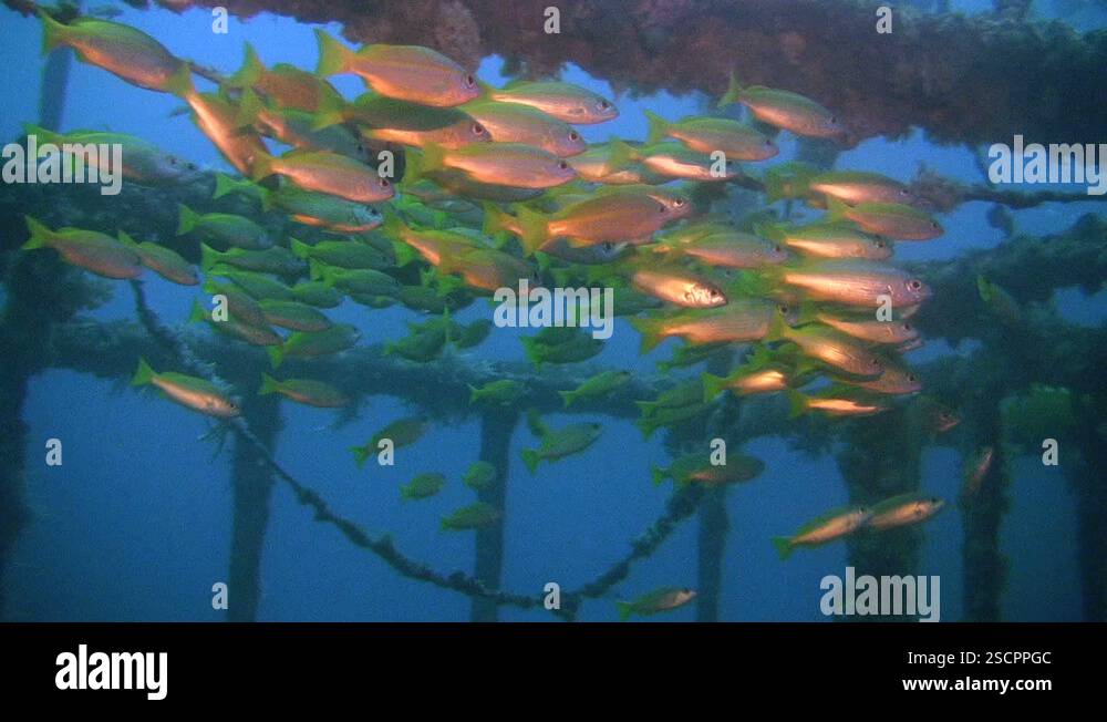 Yellowfin Goatfish (Mulloidichthys vanicolensis) on a wreck in ...