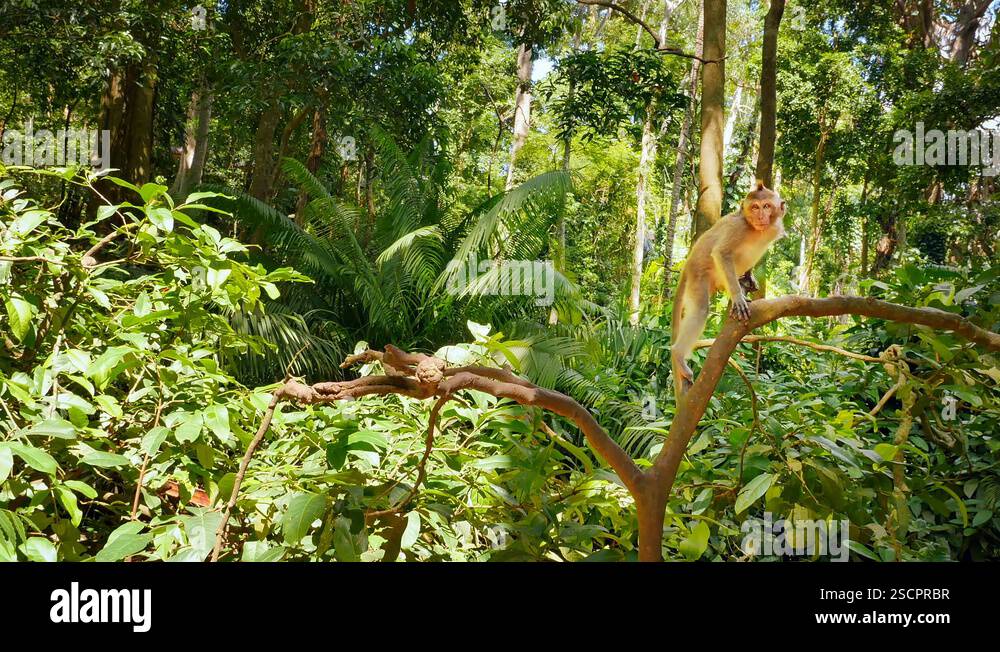 Young asian monkey in rainforest nature environment. Beautiful jungle ...