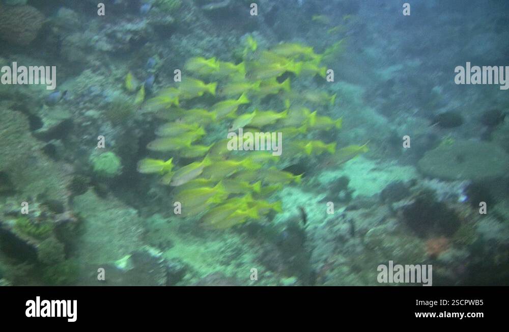 Yellowfin Goatfish (Mulloidichthys vanicolensis) on a coral reef in ...