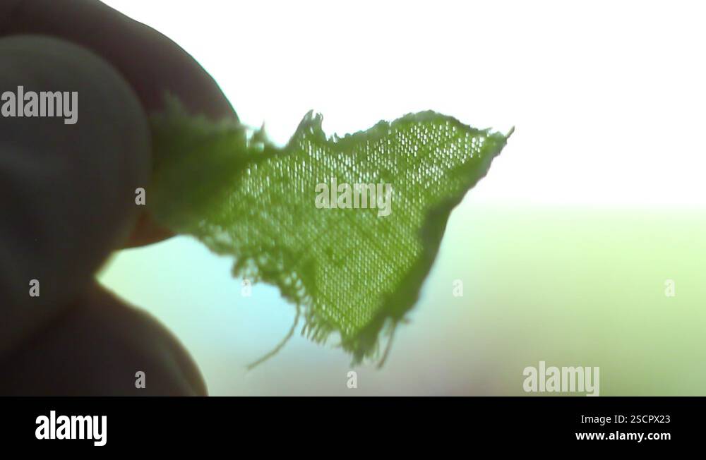 Holding small piece of cloth as forensic evidence Stock Video Footage ...