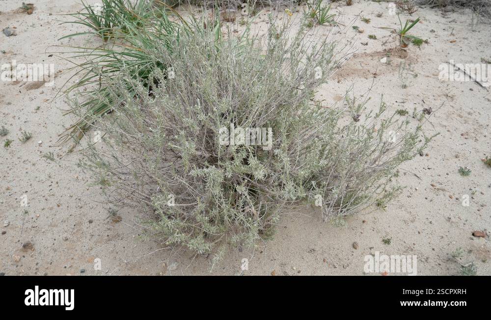 shrubs of Mediterranean scrub on sandy dunes in the Desert des Agriates ...