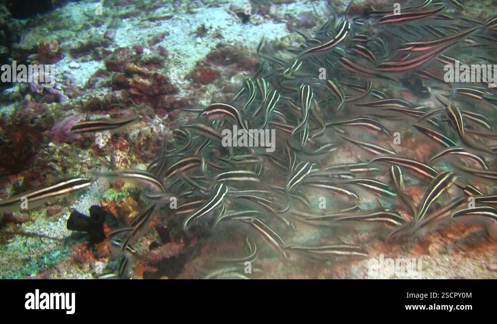 Striped Catfish (Plotosus lineatus) on a coral reef in the Philippines ...