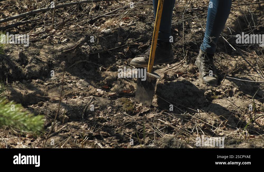Planting tree saplings. Forest restoration, protection of ecology Stock ...