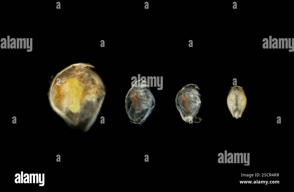 zooplankton under a microscope, three plankton crustaceans Cladocera ...