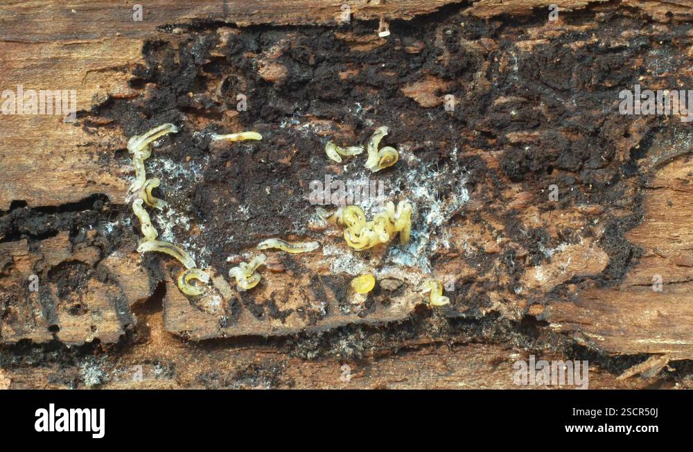 Caterpillars larvae bark beetle pest Ips typographus, spruce bast tree ...