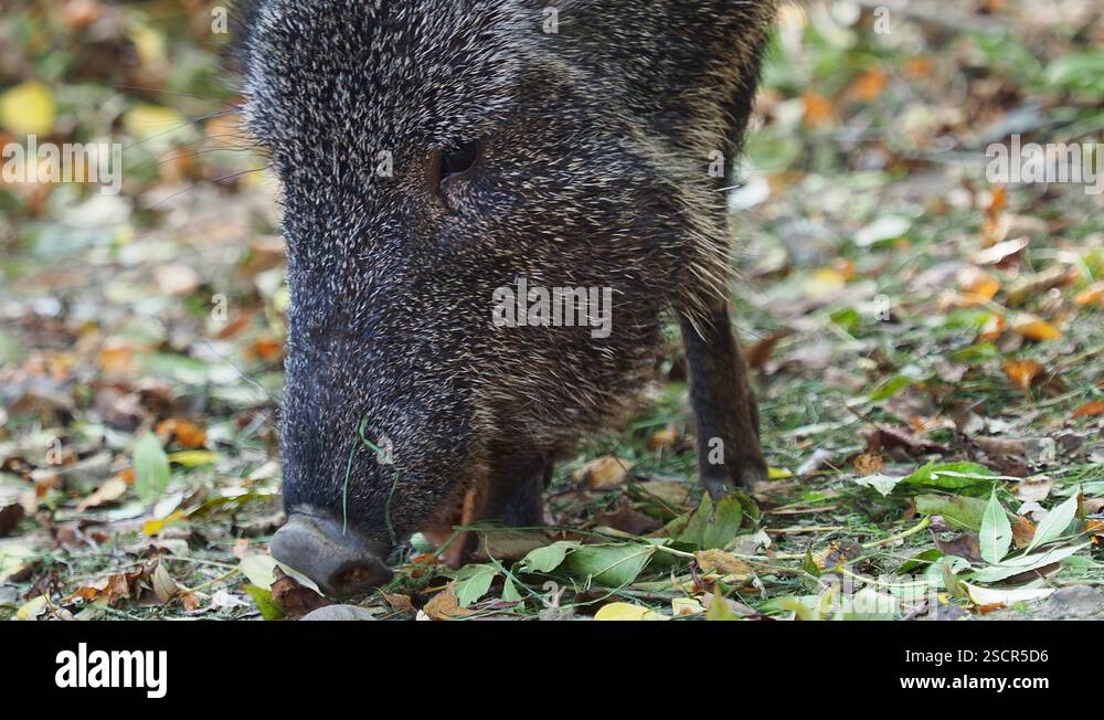 Chacoan peccary (Catagonus wagneri) eats leaves Stock Video Footage - Alamy