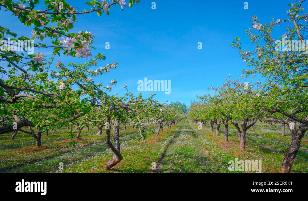 Blooming apple orchard, panoramic time-lapse Stock Video Footage - Alamy