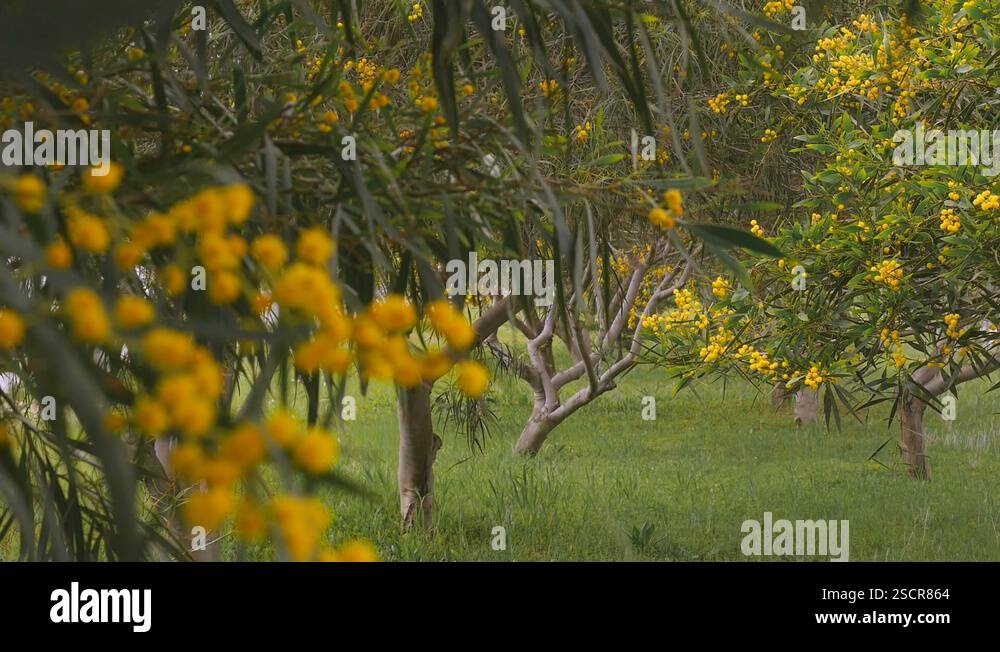 Branches of spring Golden wattle in green park zone in modern city ...