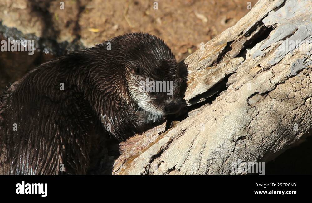Otter Tree Branch Stock Video Footage - Alamy