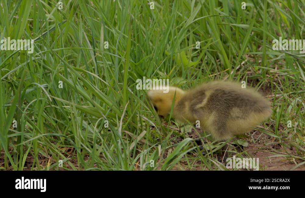 Cute baby bird eating grass. Hungry baby goose hatchling looking for ...