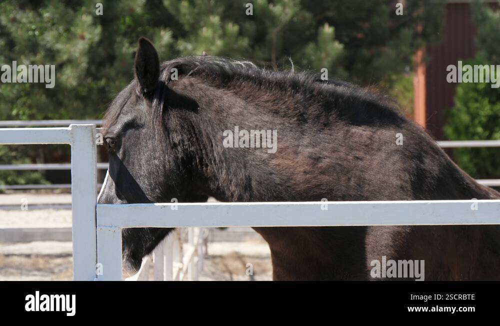 Black horse standing at a fence turning its head and greeting people in ...