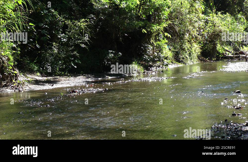 Small river in the Jungle on Panay island in Philippines Stock Video ...