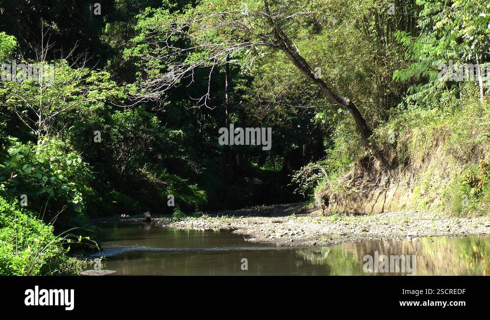 Small river in the Jungle on Panay island in Philippines Stock Video ...