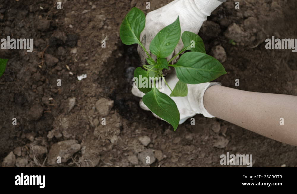 Agriculture, seeding, seedling, plantation, female hand planting sprout ...